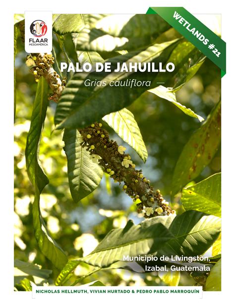 Palo De Jahuillo Grias Cauliflora Flaar Mesoamerica