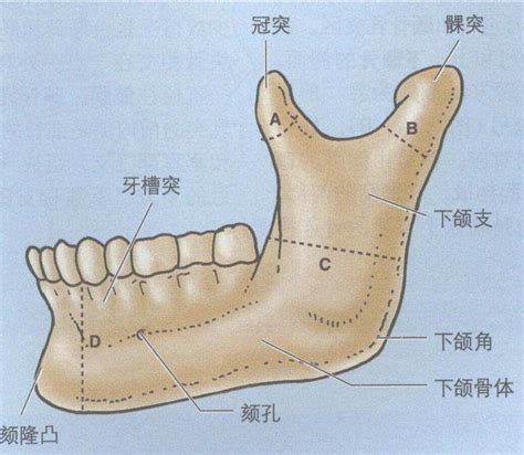 上颌骨及其相关联骨骨折 临床应用解剖学 医学
