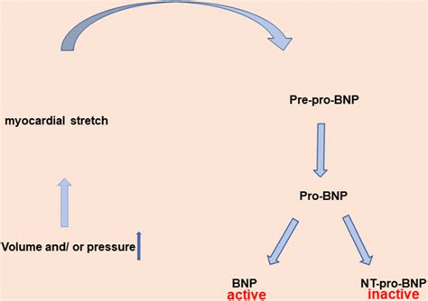 Secretion Of Bnp Is Due To Cardiac Volume And Pressure Overload Download Scientific Diagram