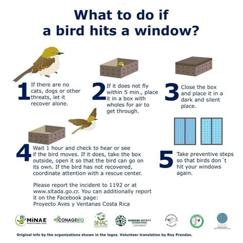 Bird Boxes A Must Have For Your Garden