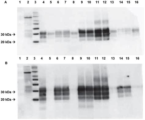 Vla Discriminatory Western Blot Wb Showing Samples From C2 To C5
