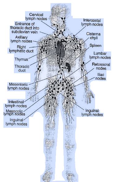 [diagram] Lymph Node Locations Diagram Mydiagram Online
