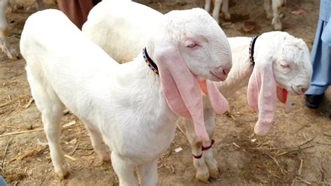 راجن پوری بکری آ بکرے بکریاں 03410341995ڈیرہ غازی خان جام پور روڈ شوریہ بستی سہرانی صابر گوٹ