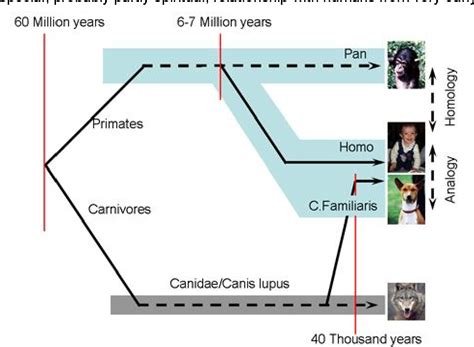 Figure 1 From Handout Ethogram Of Dog Human Interaction M95 Semantic