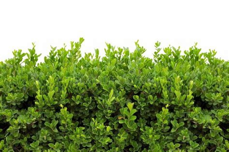 Tropical Shrub Bush Fence Tree Isolated Plant With Clipping Path Neural Network Ai Generated