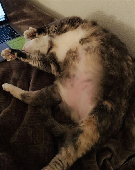 Look At This Fat Cat Just Freaking Look I Could Just Burst From So