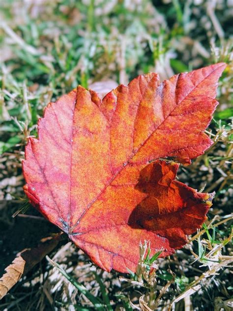 Orange Leaf On The Grass Stock Image Image Of Color 196061595