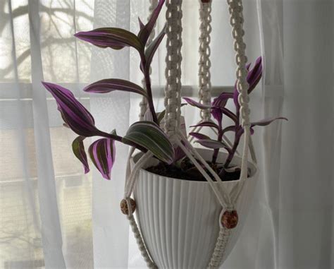 Propagating Your Small Leaf Spiderwort Step By Step Guide