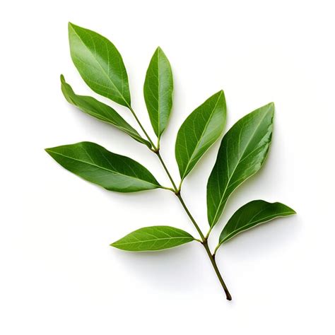Premium Ai Image Isolated Of Myrtle Leaf Showcasing Its Small And