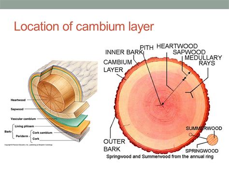 Plant Propagation Asexual Propagation Ppt Video Online Download