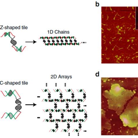 The In Vitro Genetic Encoding Mediated Self Assembly Of Dna To