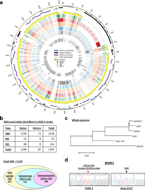 Characterization Of The Ebv Genome Sequence Derived From Whole Genome