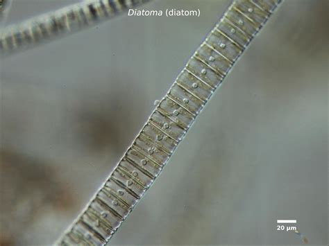 Freshwater Algae Key