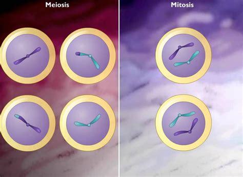 Mitosis Animation Youtube