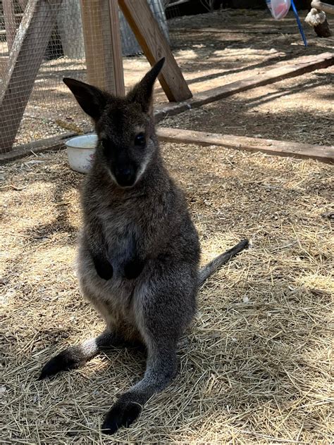 985 Mini Ranchito San Antonio Tx