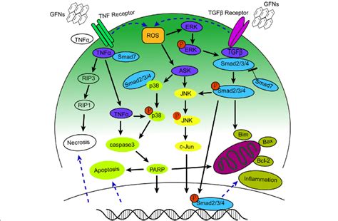 Schematic Diagram Of Mapks Tgf Beta And Tnf α Dependent Pathways