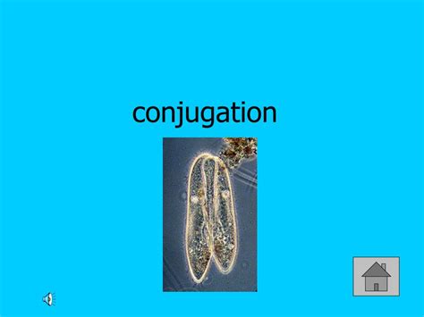 Ppt Protists And Fungus Jeopardy Powerpoint Presentation Free