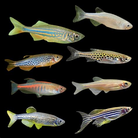 Danio Sims Tropical Fish Tropical Fish Aquarium Fish Store