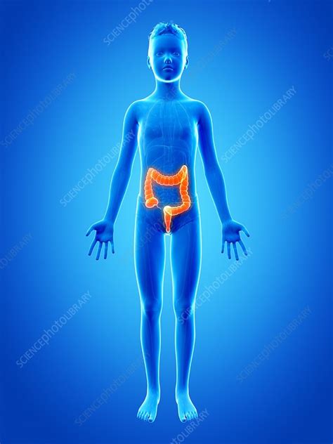 Digestive System Of A Boy Illustration Stock Image F0113048