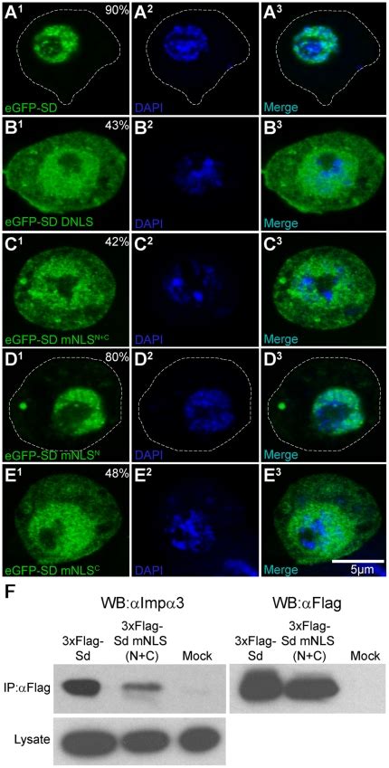 Identification Of A Classical Bipartite Nuclear Localization Signal In