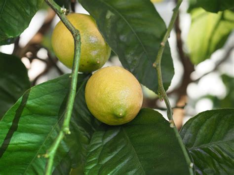 Lime Trees Vs Lemon Trees