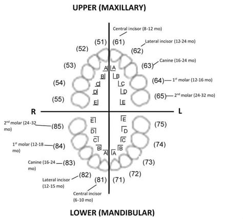 Teeth Types Of Teeth Tooth Anatomy Clinical Relevance Geeky Medics