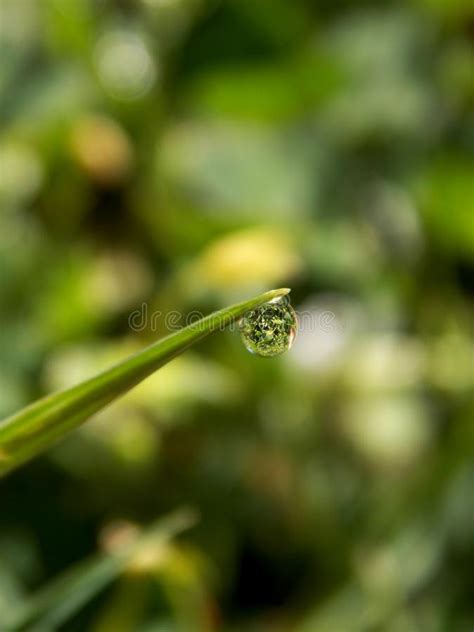 Grass And Drop Stock Image Image Of Damselfly Wildlife 100273289