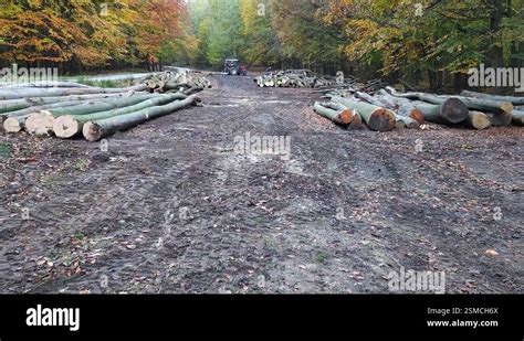 Cut Trees Cutting Down Trees In The Forest Felling Of Wood