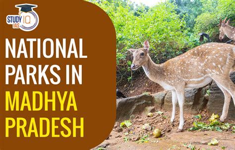 National Parks In Madhya Pradesh List 2023 Name Map Features