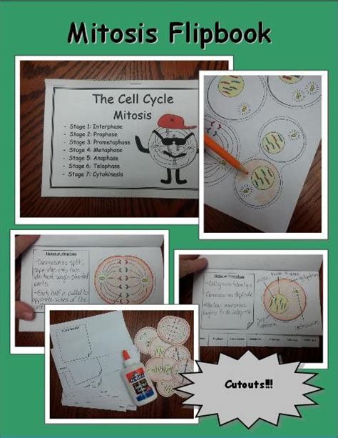 Mitosis And Meiosis Flip Book Plmtower