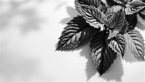 Free Serrated Leaf Study Photo Botanical Serrated Leaves Download