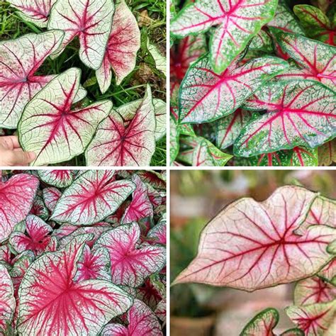 Caladium Bleeding Heart Leaf Imported Bulb
