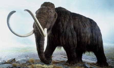 Woolly Mammoth On Verge Of Resurrection Scientists Reveal Genetics