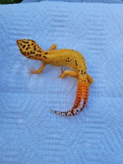 Bell Albino Het Eclipse Leopard Gecko By Tri Force Geckos
