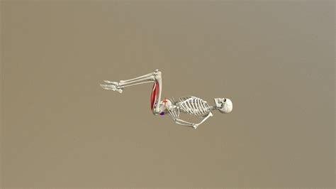 Hamstring Bridge Arches 3d Model By Sschowchowsketcfab E7e6150