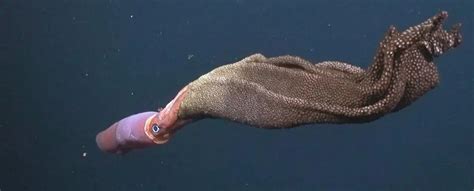 ¡mamá Calamar Que No Come Durante Meses Para Proteger Sus Huevos Muymac