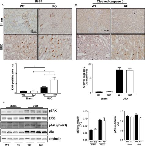 Cell Marker Staining Of Cell Proliferation And Apoptosis A Download Scientific Diagram