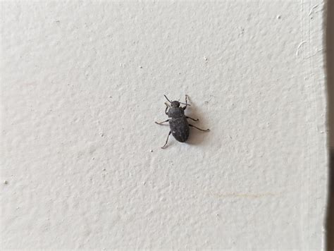 Bug Identification Rwhatsthisbug Bug Identification Rwhatsthisbug