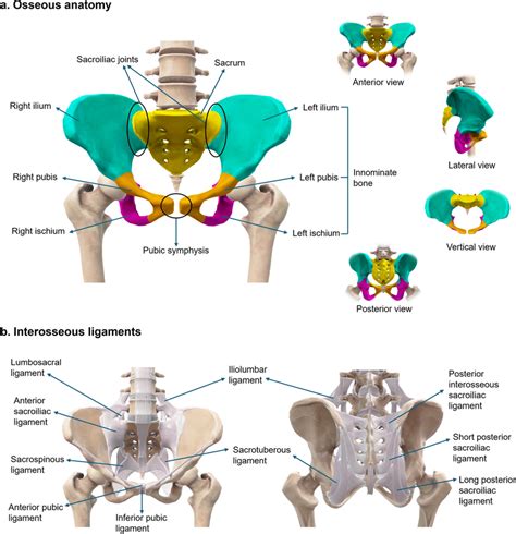 Pelvic Anatomy A Osseous Anatomy Of The Pelvic Ring B Interosseous