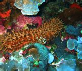 Sea Cucumber Description Habitat Image Diet And Interesting Facts