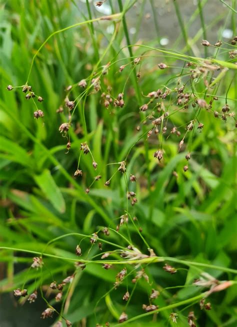 Luzula Sylvatica Great Wood Rush Solar Flair