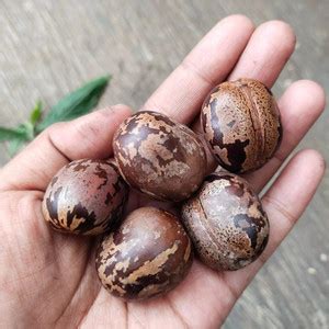 Jual Biji Pohon Karet Benih Biji Karet Kerajinan Tangan Biji Karet