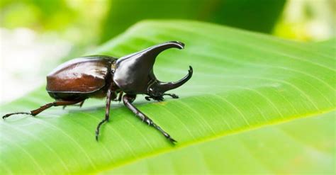 Horned Beetle Insect Facts Scarabaeidae A Z Animals