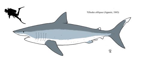 Thomas Sutton Otodus Obliquus