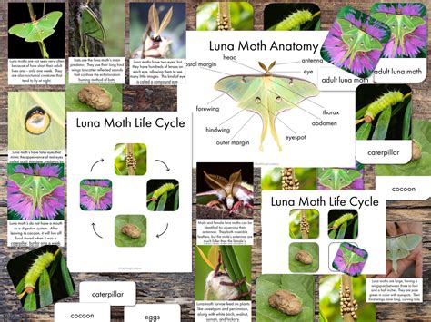 Luna Moth Printables Luna Moth Fact Cards Luna Moth Anatomy Poster