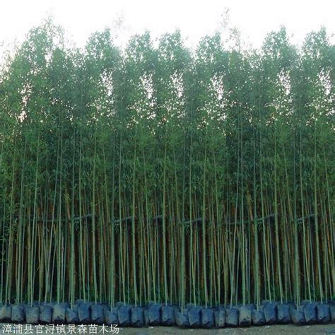 竹科花卉花卉花草大山谷图库