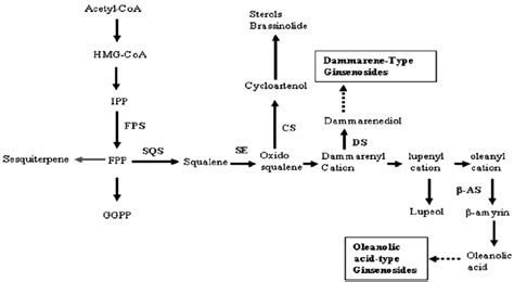 Ginsenoside Biosynthetic Pathway There Are Two Types Of Ginsenosides