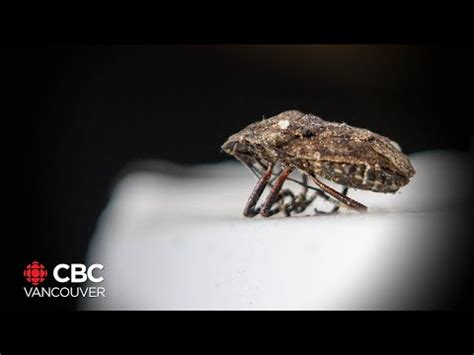 What Biting Insects Are In British Columbia