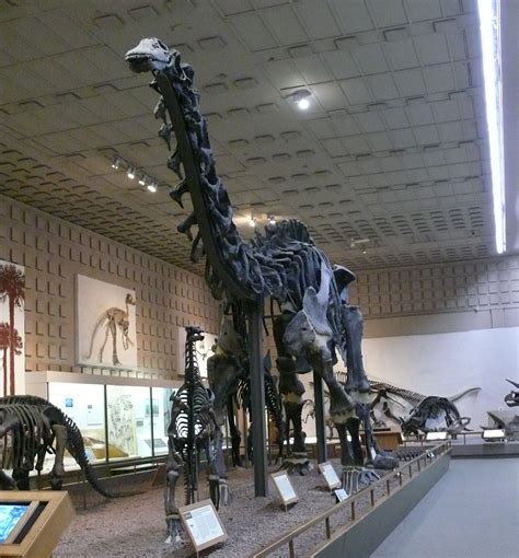 Squelette Monté De Lholotype Dapatosaurus Excelsus Brontosaurus Ypm