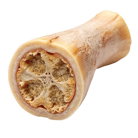 Detailed Close Up Of Human Bone Marrow Cross Section Showing Internal